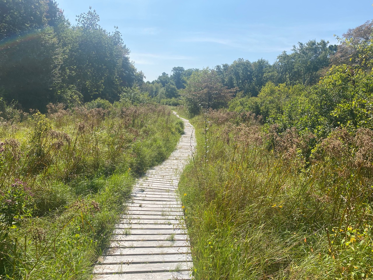 At Manomet’s Tidmarsh sanctuary, nature puts on a spectacular fall show - Plymouth Independent