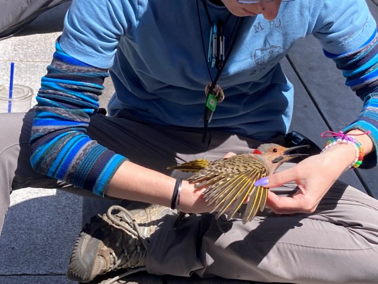 Manomet Conservation Sciences is still for the birds - Plymouth Independent